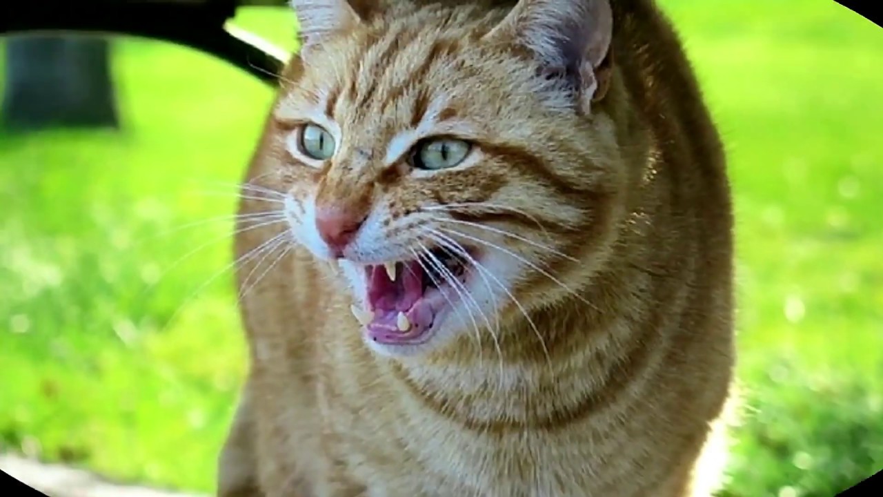 When Rescuers Found This Terrified Cat, The Roll Around His Neck Had ...