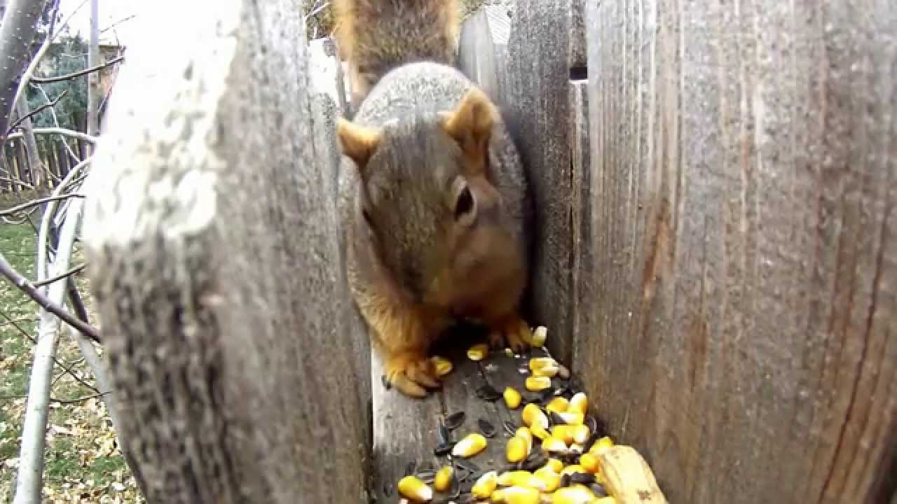 Squirrely Sunday - YouTube