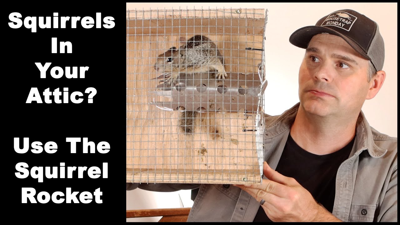 How To Squirrel Proof Your Attic With the Squirrel Rocket. Mousetrap Monday - YouTube