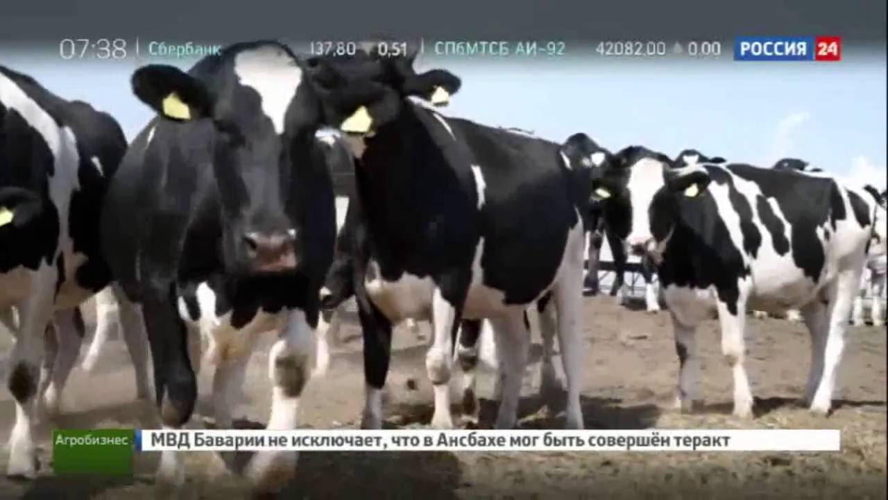 «Углече Поле» в программе «Агробизнес» - YouTube