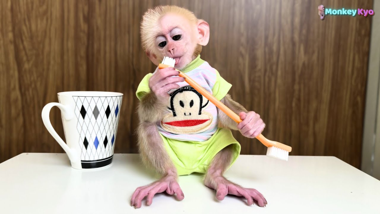 So cute! Baby monkey Kyo learns to brush her teeth for the first time ...