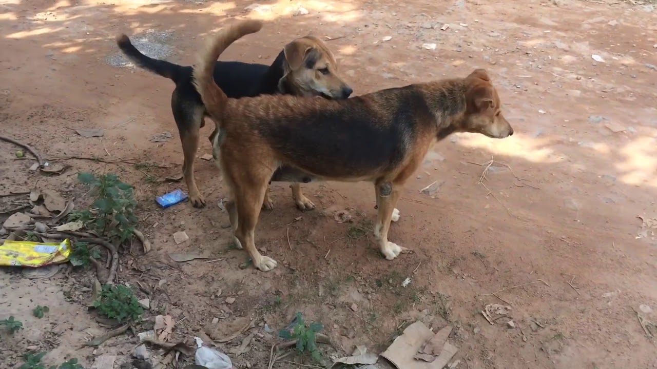 Street Dogs Sweet Love Making | Pet Coupling - YouTube