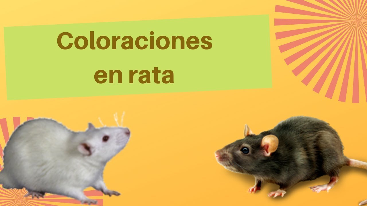 coloraciones en ratas | bio rat 1 PIMVS ND - YouTube