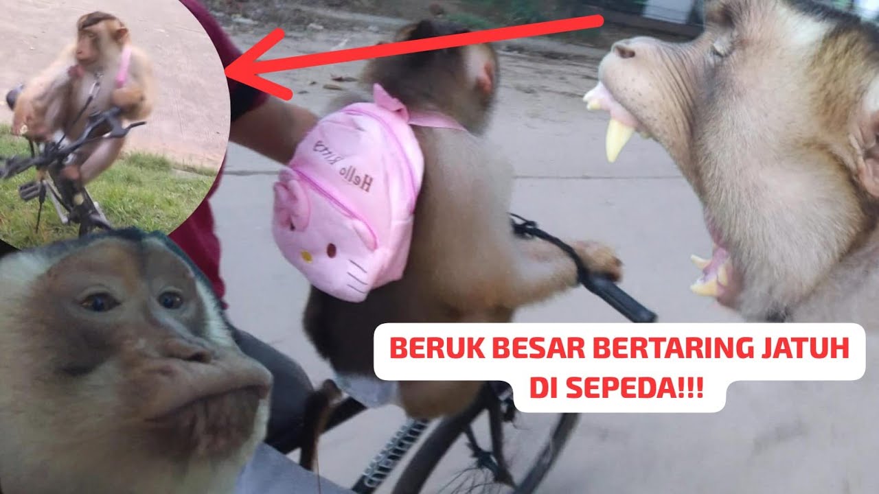 Beruk besar jatuh dari sepeda ‼️ Franklin pakai Tas Hello Kitty - YouTube