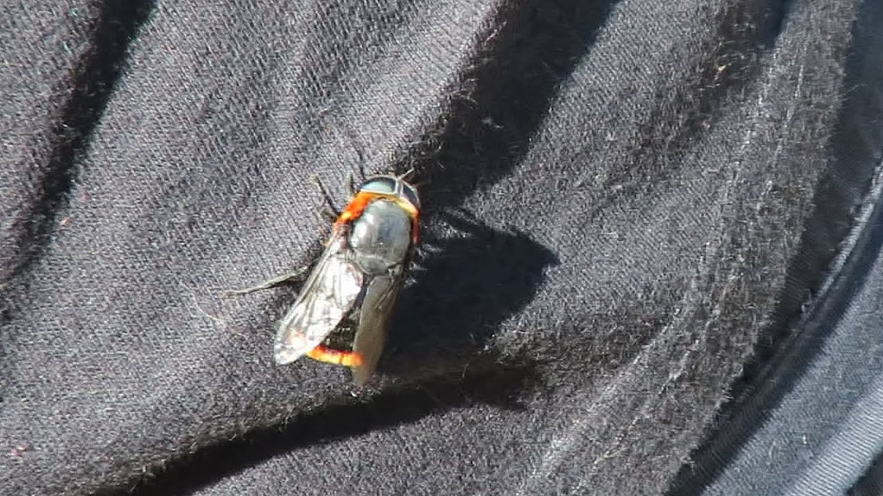 Un Tabano nos ataca!!!, primer encuentro con un Coliguacho, en ...