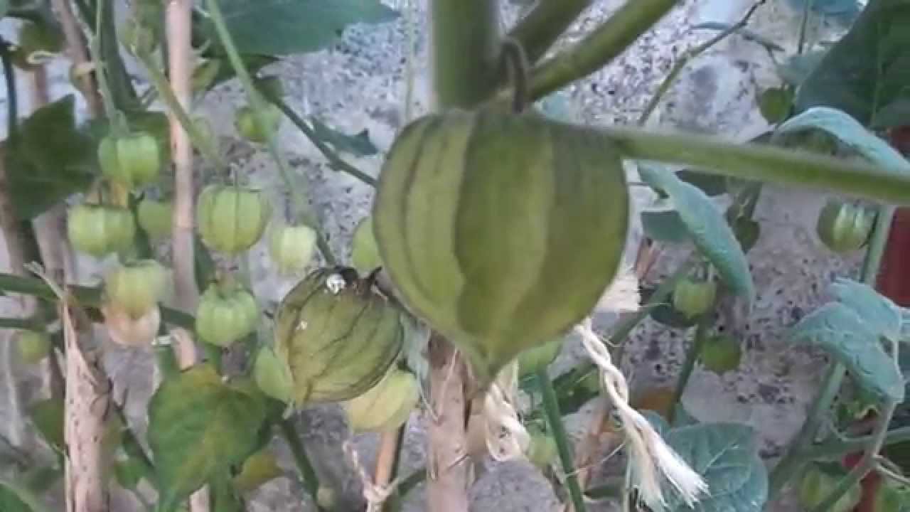 Tomate capucho ( Physalis ) 06 2014 @luisgotcha666