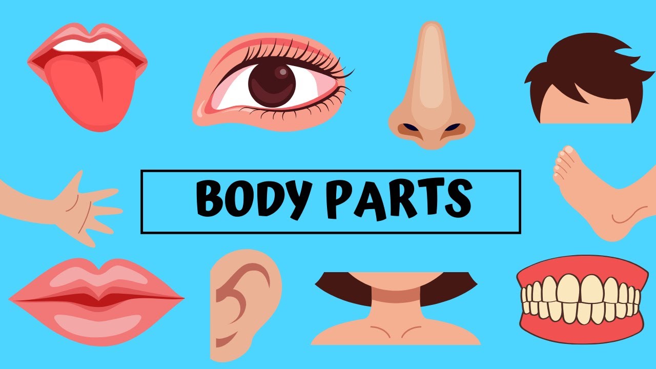 Which Body Part Is This? | Body Parts | Basic Body Parts | Parts Of ...