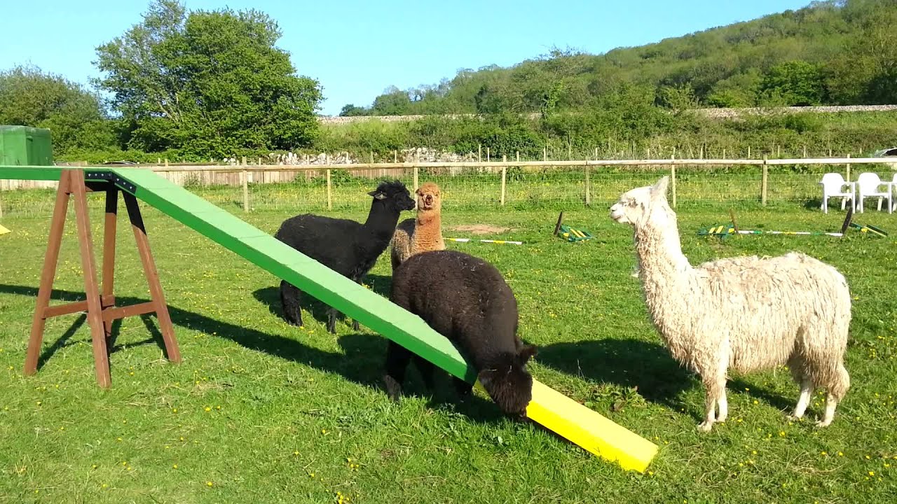 dog vs alpaca agility - YouTube