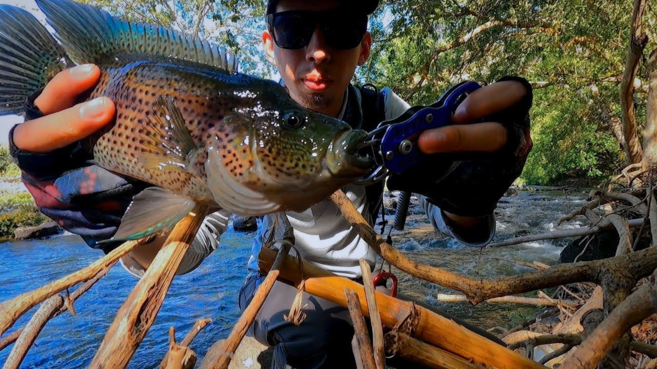 PESCA de MACHACA y GUAPOTE AZUL en Rio de #ELSALVADOR #pescadeportiva # ...