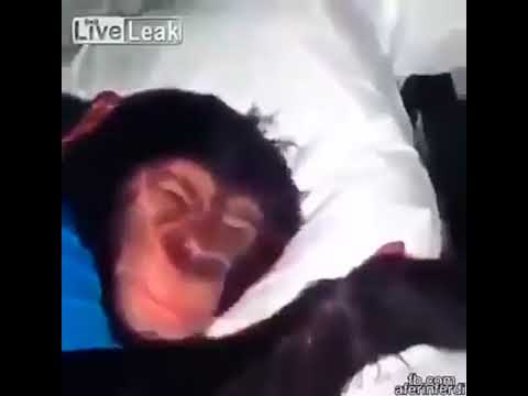 Nazif ÖSS yi kaçırdın Maymun Versiyonu öaçamsnsnsnshsh dndnsnsh d dbsh