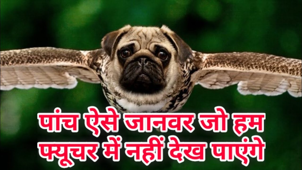 ASE animal jo Apne khabhi dekhe nhi hoge - YouTube