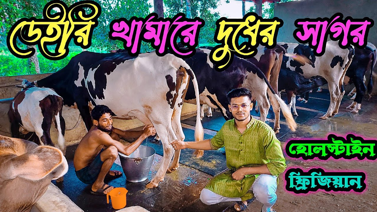 হোলস্টাইন ফ্রিজিয়ান গাভী দিয়ে ডেইরি ফার্ম করে সফল দুই বন্ধু | এন. আর ...