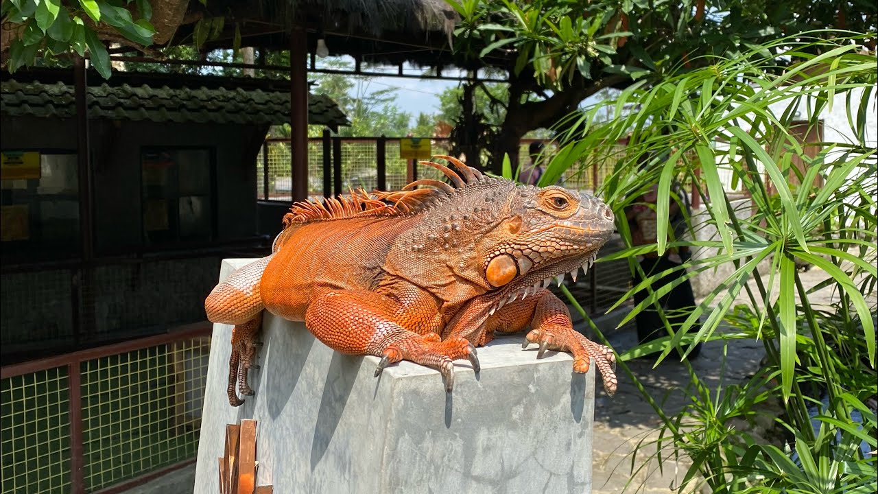 KEREN‼️ AGRO WISATA BUMI MERAPI - YouTube