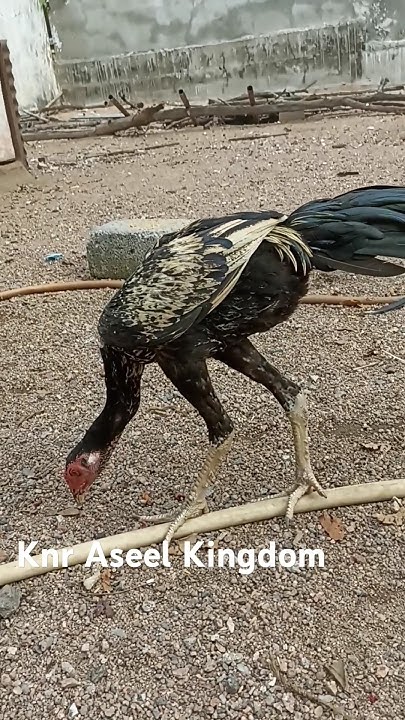 Kagar Java#Java patta#Aseel Patta#aseellovers #knraseelkingdom - YouTube