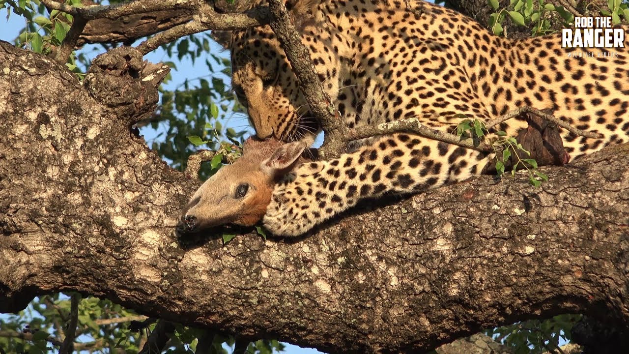 Male Leopard Feeding On A Duiker Up A Tree - YouTube