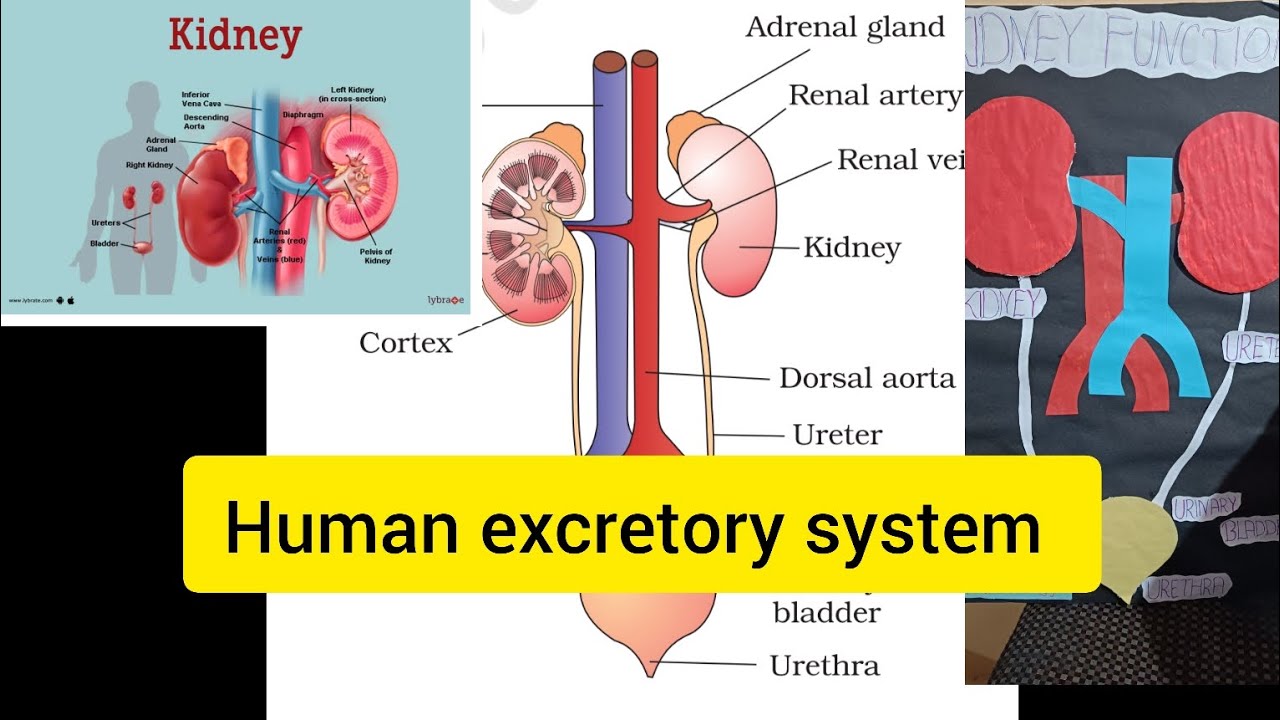 human excretory system ( explain kidney) - YouTube