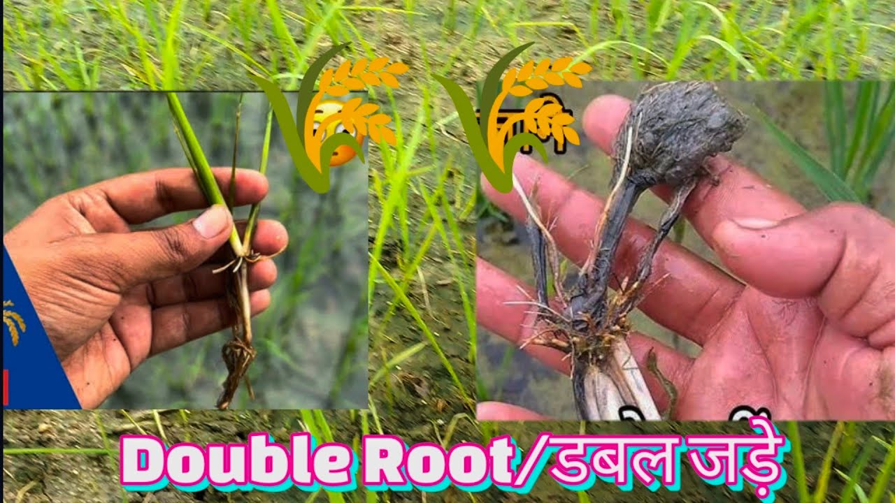 धान में दोहरे जड़ की समस्या।Paddy Double Root problem। - YouTube