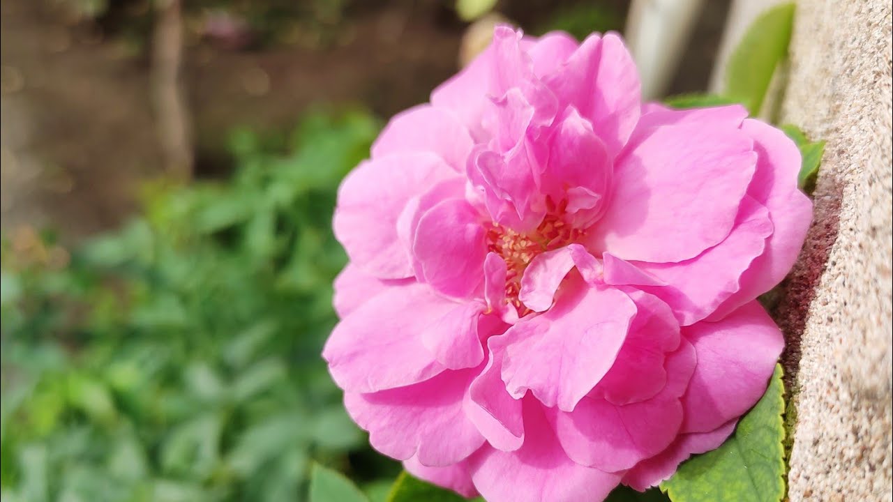 rosa indica flower timelapse video - YouTube