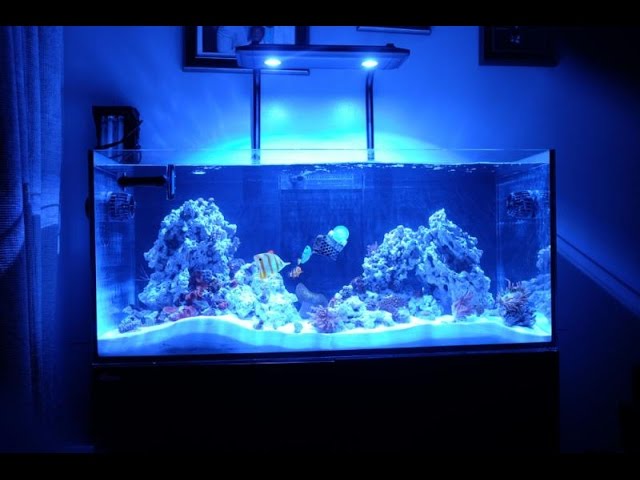 Red Sea Reefer 350 Build Thread New Red Sea Reefer 350 Finally