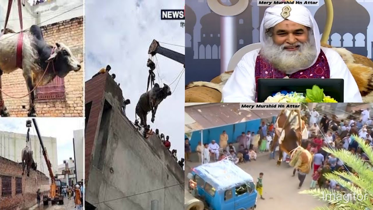 Cow Ko Chat Se Utharne Ka Tarika Cow Ko Chat Par Palna Kaise ho sakta ...