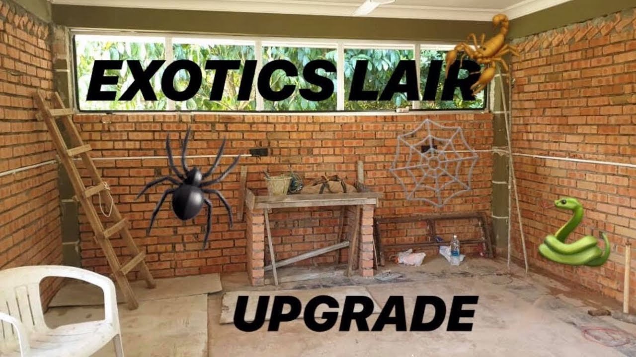 EXOTICS LAIR is UNDER RENOVATION for an UPGRADED TARANTULA ROOM ...