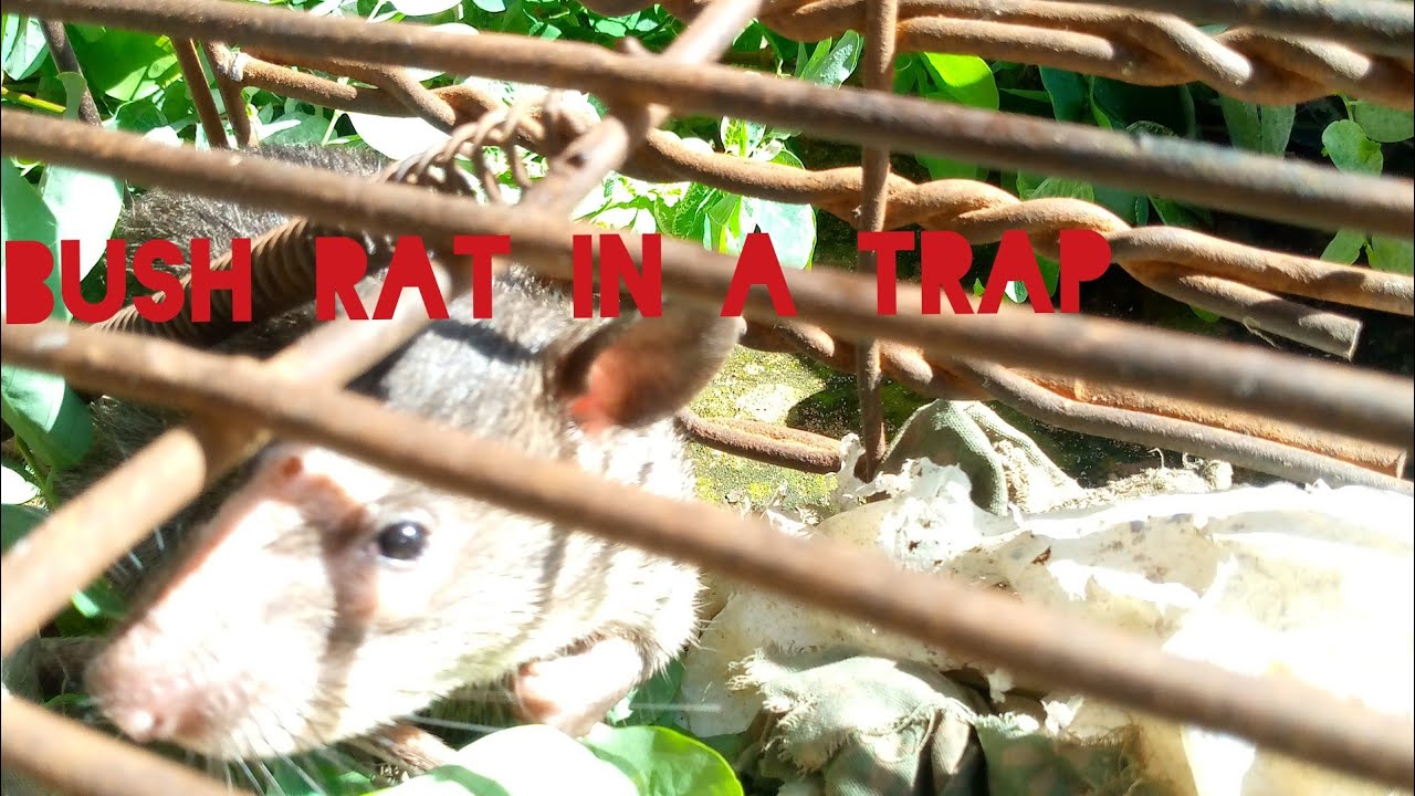 My Trap caught this big Bush Rat - YouTube