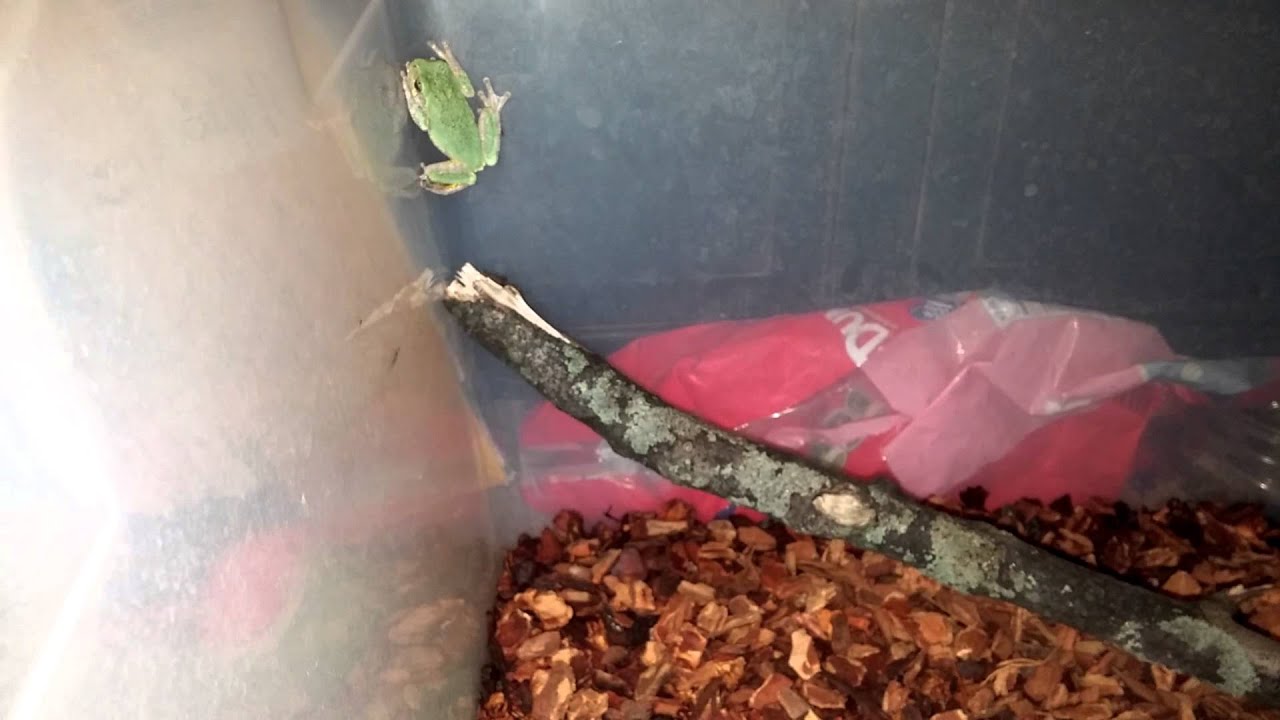 Grey tree frog care - YouTube