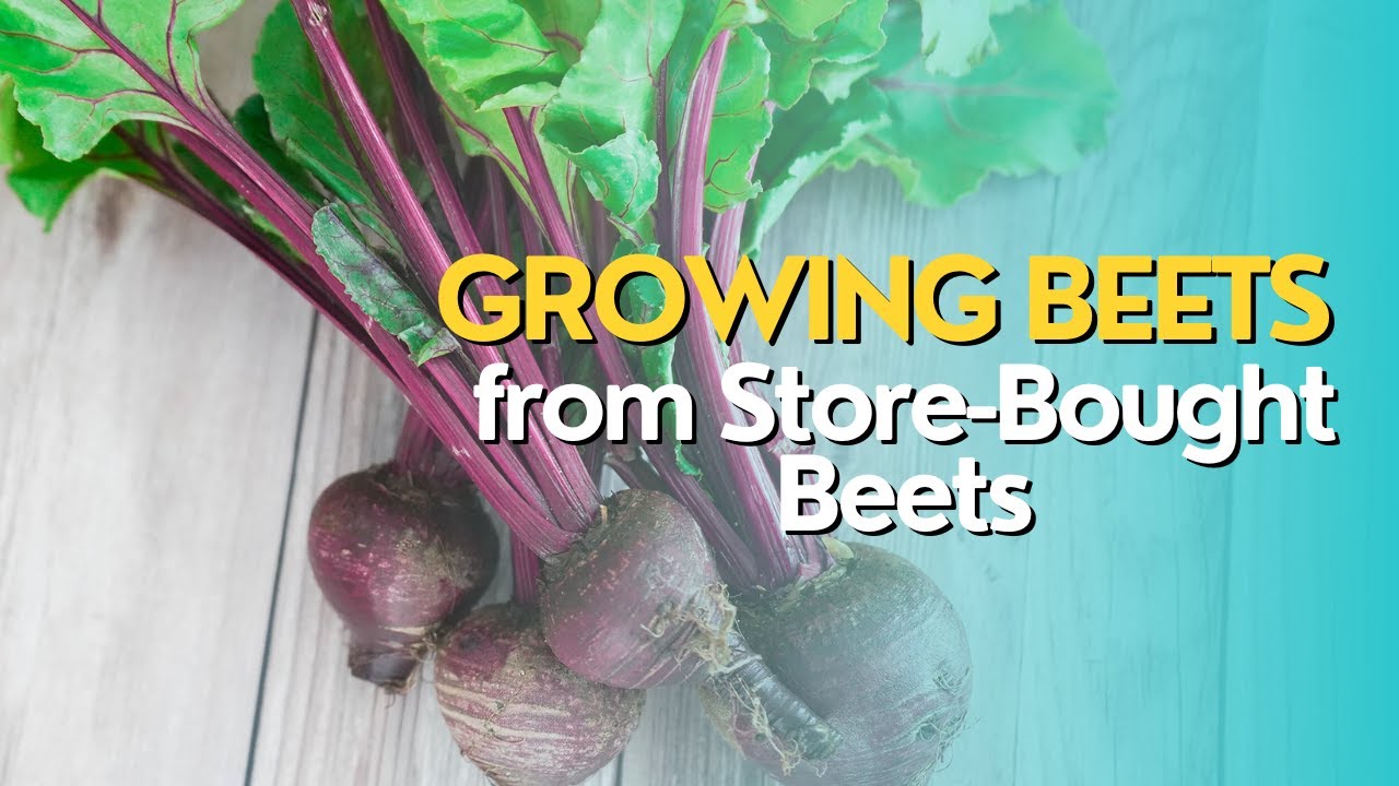Growing Beets from Store-Bought Beets - YouTube