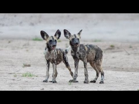Cani Selvaggi d'Africa - 04 Grandi felini, grandi guai - YouTube