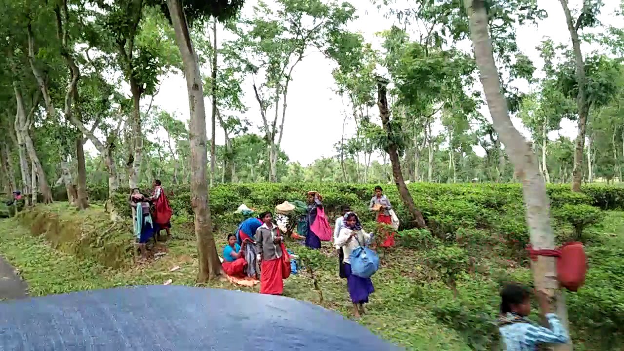bangladesh, sylhet, sreemangal, tea, srimongol, tea garden, beautiful ...