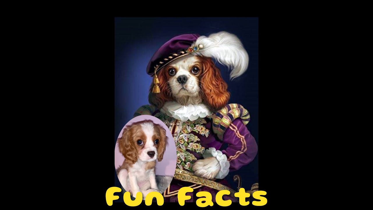 Fun facts about Cavalier King Charles Spaniel - YouTube