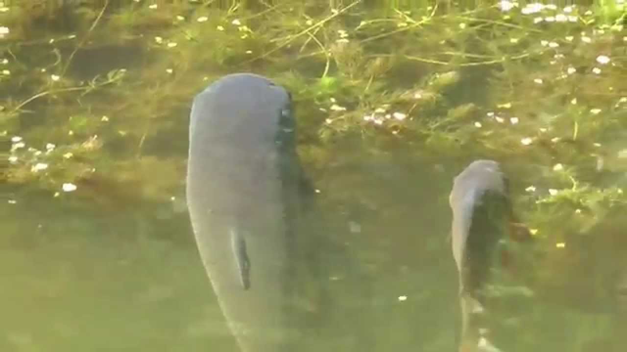 Iepazīsimies AMŪRS (grass carp) (белый амур) (Weisser Amur, Graskarpfen ...