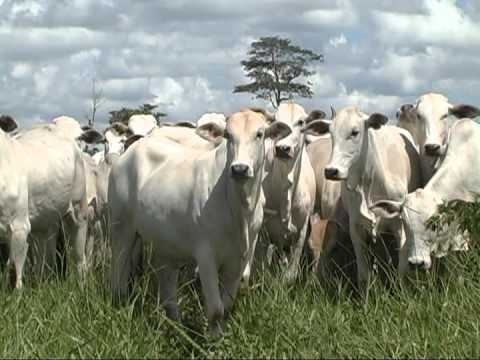 Fós Verão Acabamento e Fós Prime (Faz. Santa Rita) - YouTube