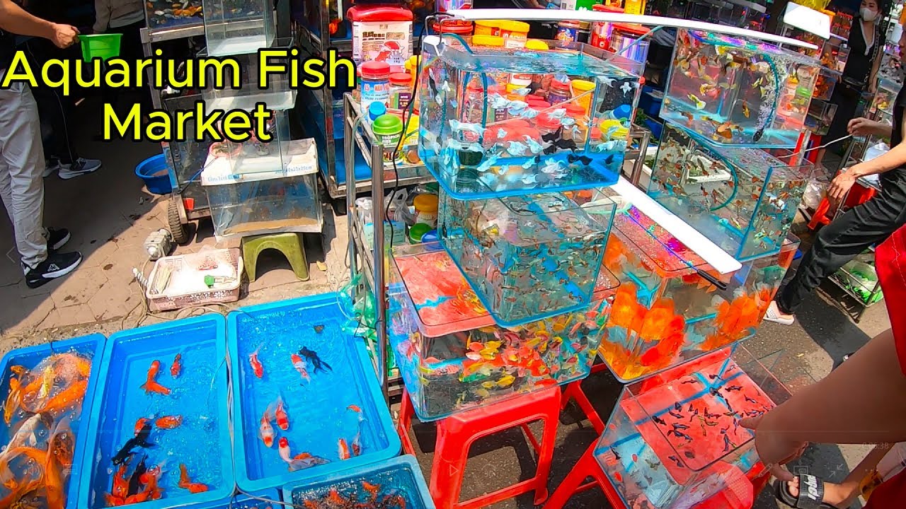 Aquarium Fish Market Hai Phong Viet Nam | Aquarium Lovers Must Visit ...