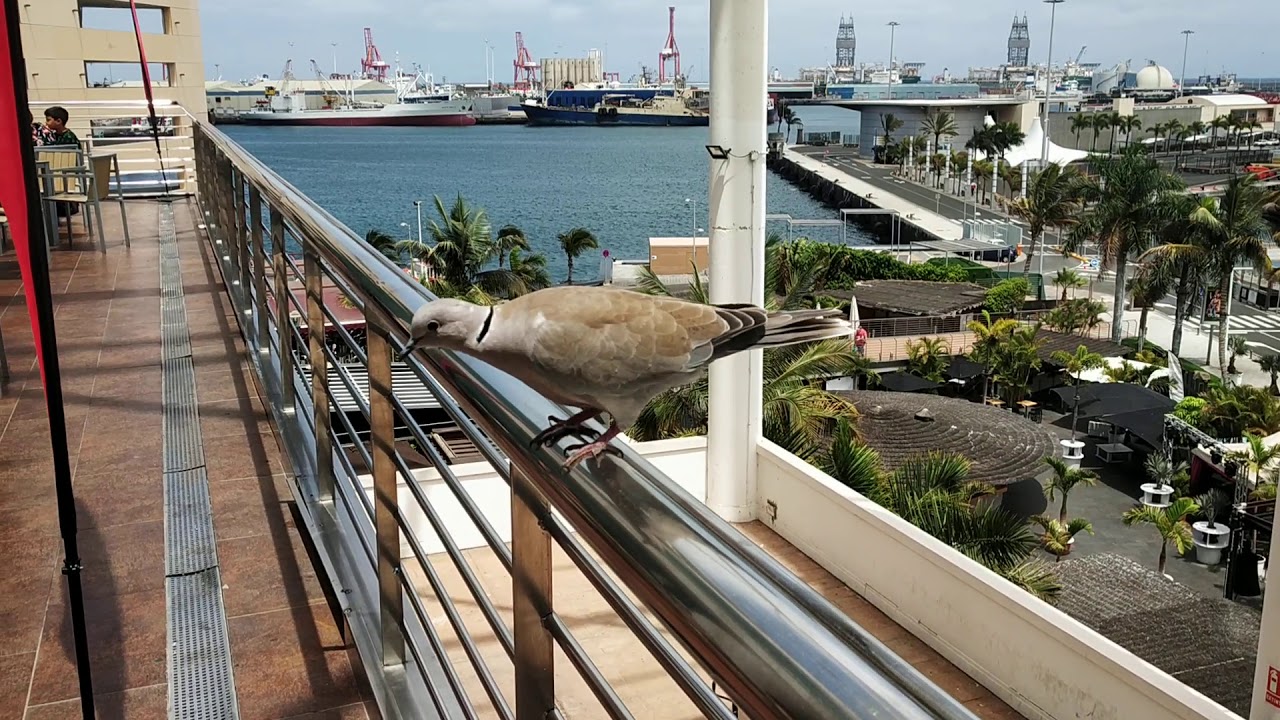 Spain, Grand Canaria Island - Pigeon at the port - YouTube