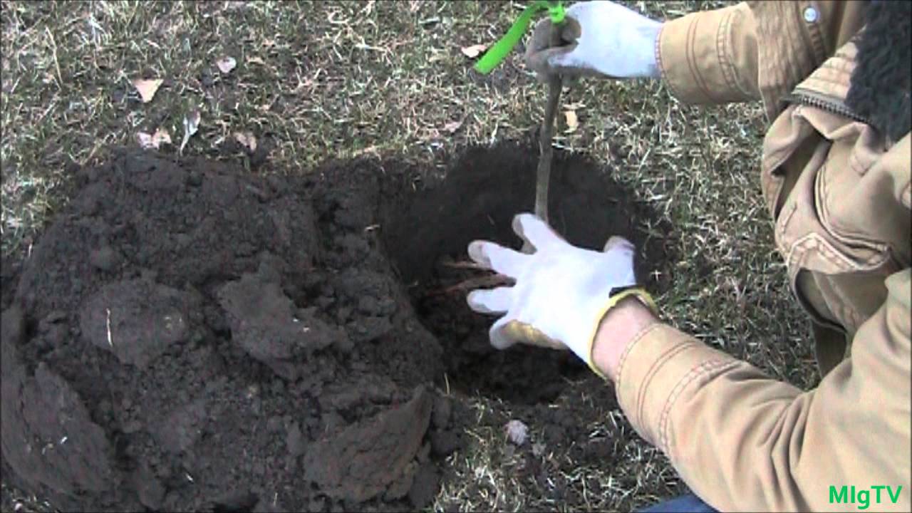How to Create a Mini Orchard at Home -Transplanting - - YouTube