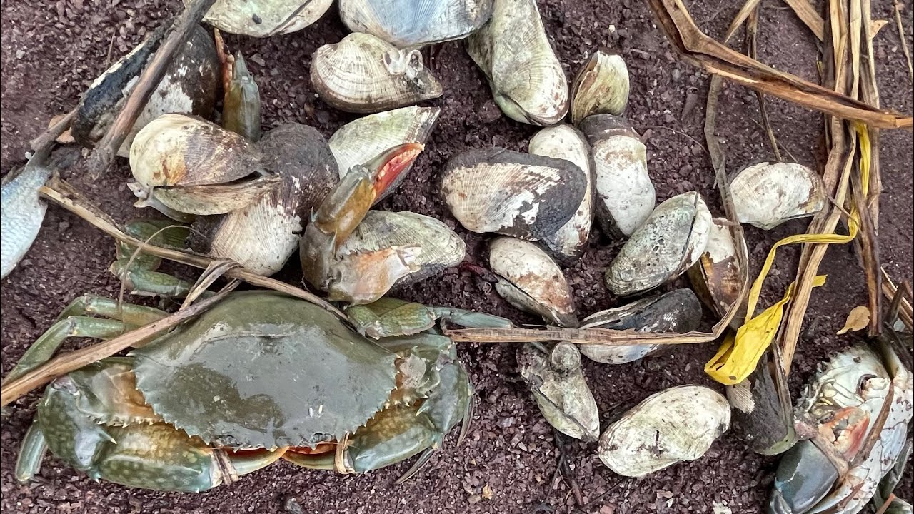 Unique Catching- Catching mud crabs and big crabs - YouTube