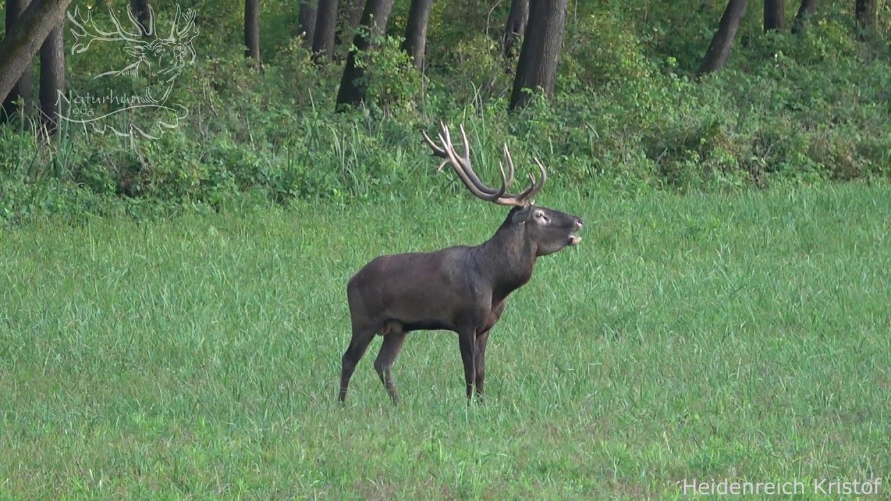 The red stag harmony - YouTube