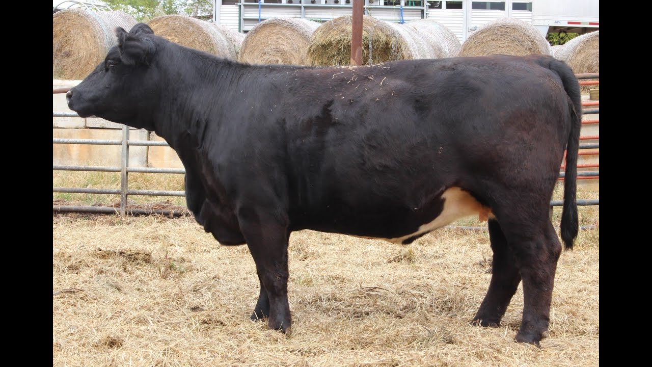 Registered Simmental Bred Cow Online at Tays Realty & Auction, LLC ...