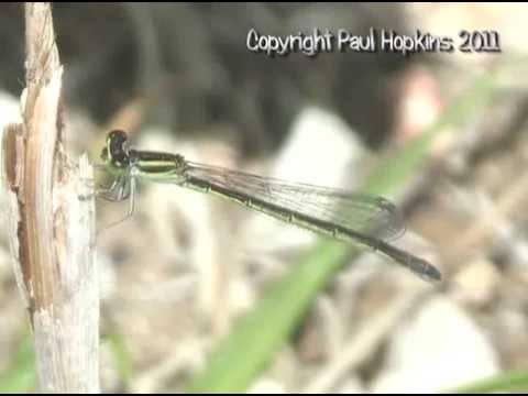 New Zealand Dragonflies - YouTube