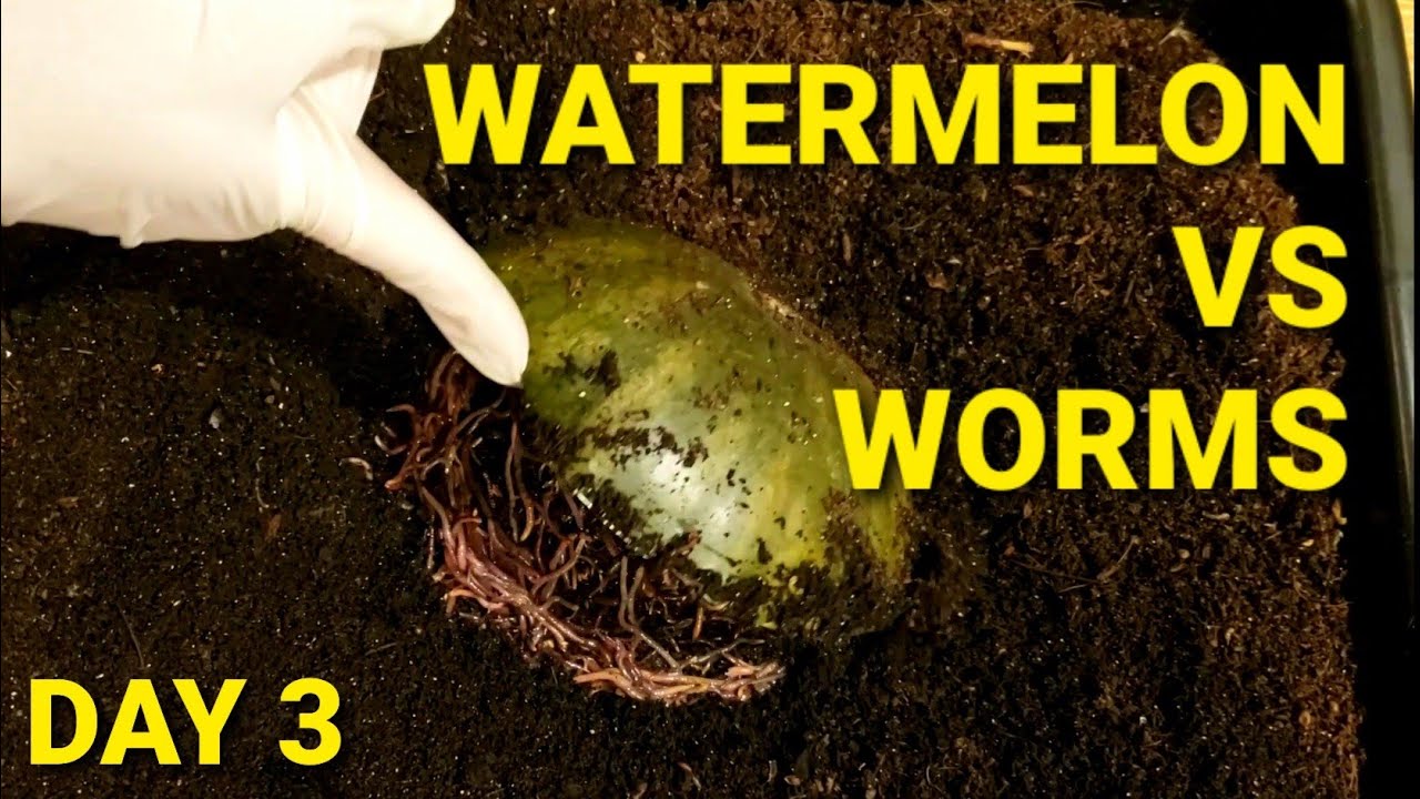 Red Wiggler Worms VS Watermelon | Day 3 | Baiting Worms From Dried Worm ...