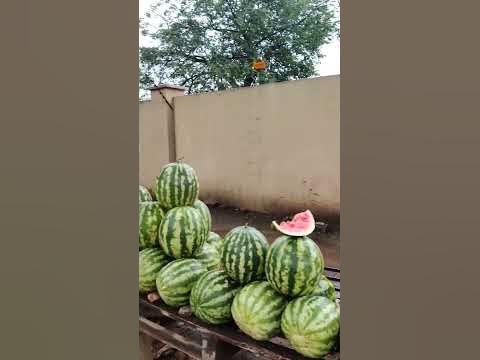 Сколько стоит арбуз 🍉 в Африке Замбии 🇿🇲 #африка #замбия - YouTube