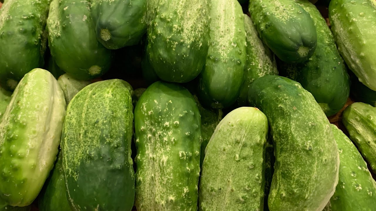 Homemade Sweet Pickles - Part 1 of 2. SUPER EASY (Part 2 coming week of ...