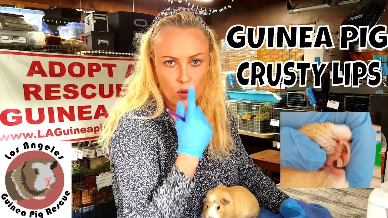 Guinea Pig Mouth Lip Scabs & Sore Problems . Prevention and Treatment ...