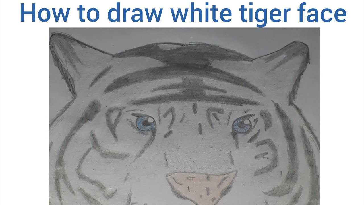 How to draw white tiger face - YouTube