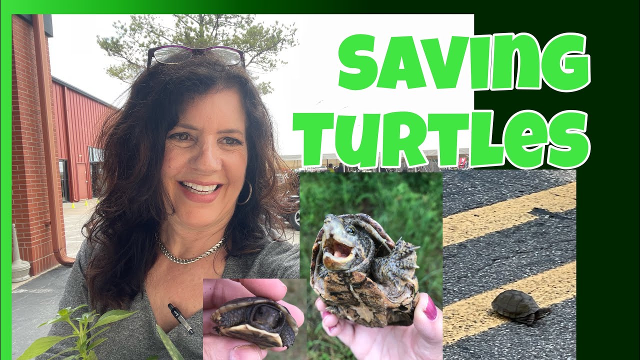 Saving Turtles 🐢 Tiny and Jumbo Box Turtles 🐢 Sliders 🐢Maps 🐢 & Snappers 🐢 - YouTube