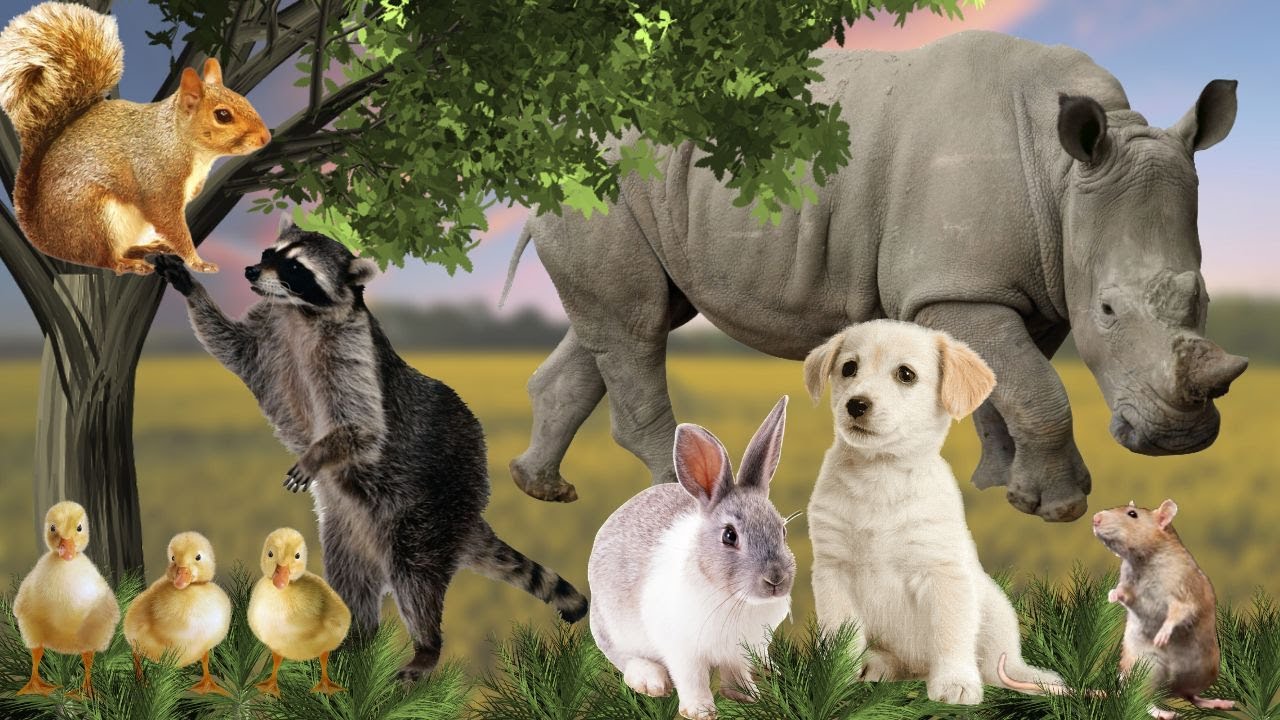 CUTE LITTLE ANIMALS - elephant, lion, duck, monkey, tiger, pelican ...