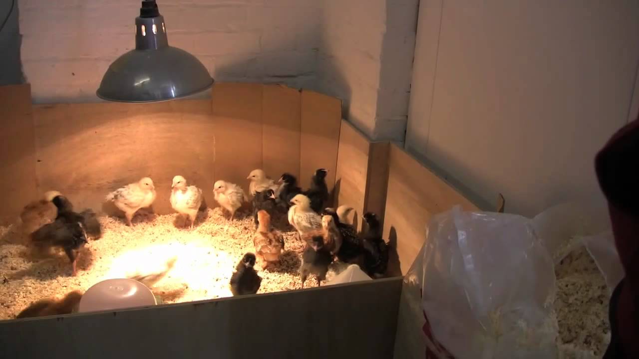 Our visit to the Minstead Training Project - YouTube