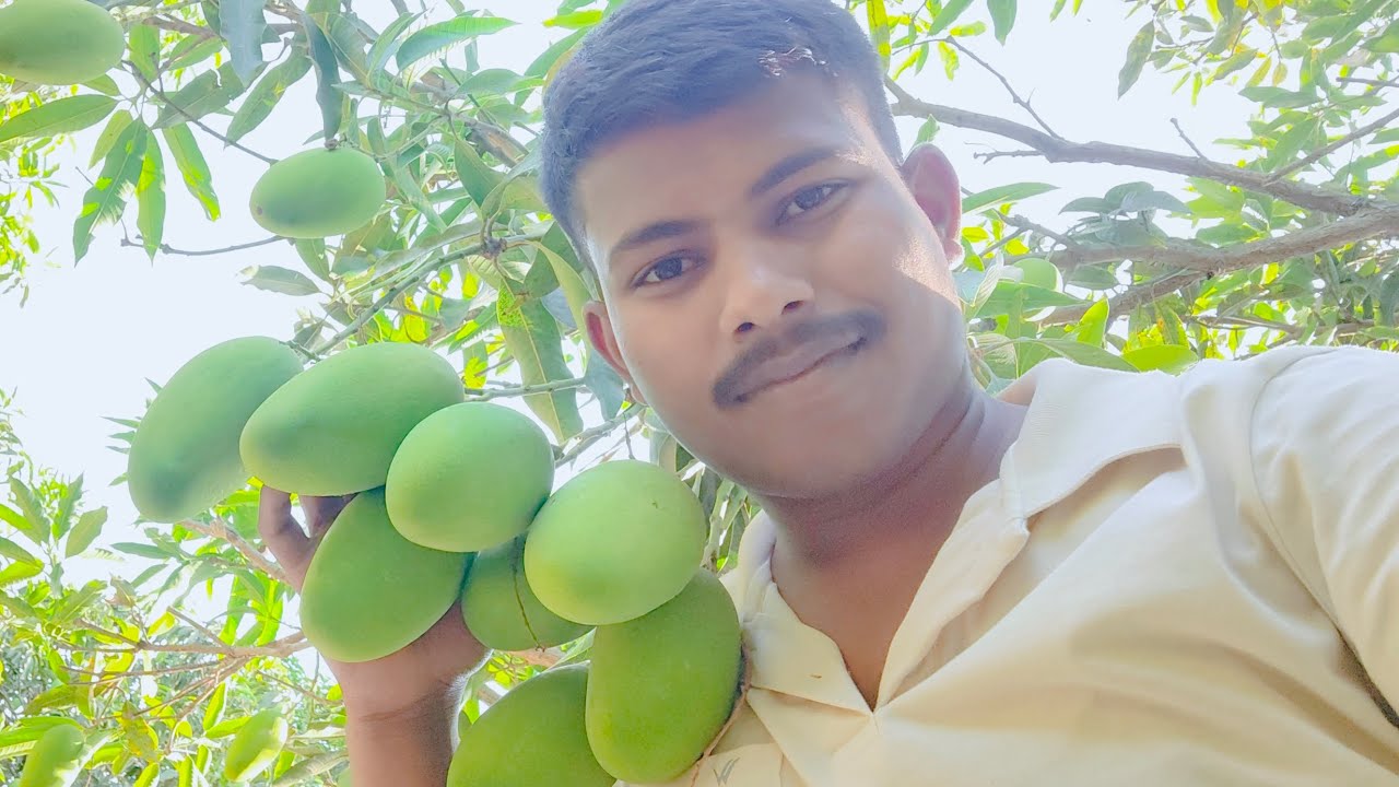 DASHERI AAM. AAM KA BAGICHA. MALIHABAD 8400820113 - YouTube