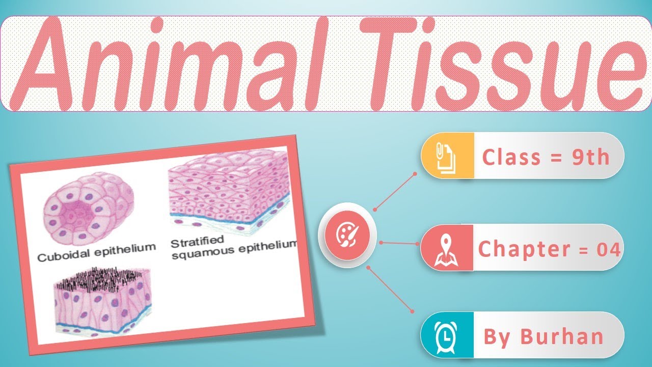 Animal Tissues |9th Class |B.Biology - YouTube